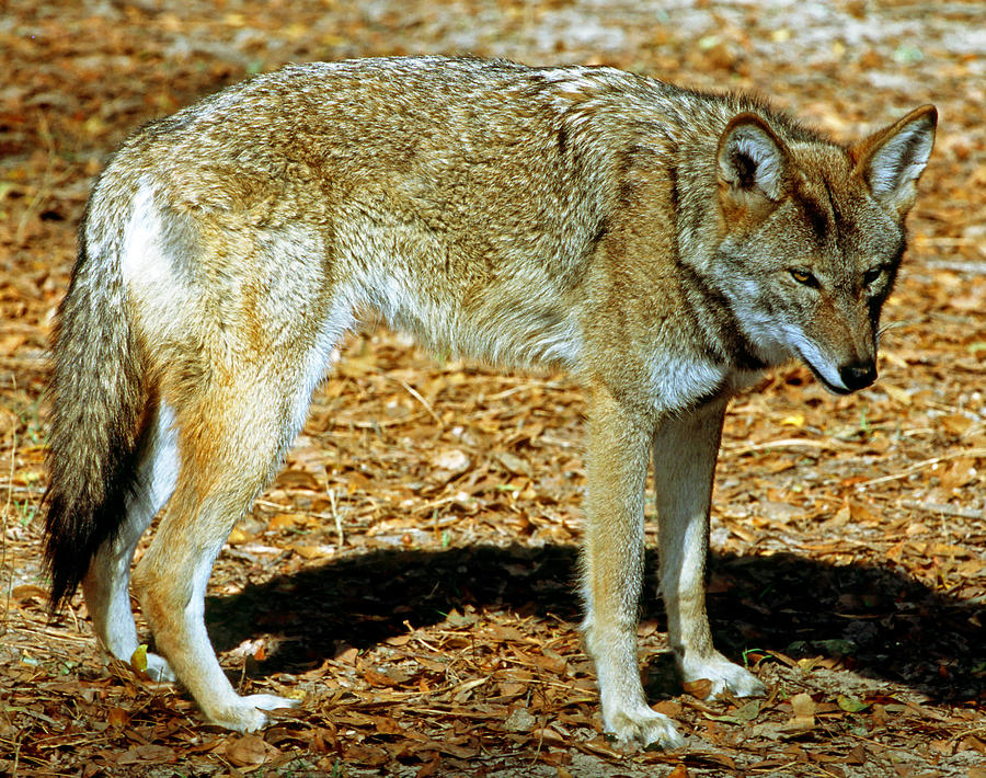 Red Wolf Photograph by Millard H. Sharp - Fine Art America