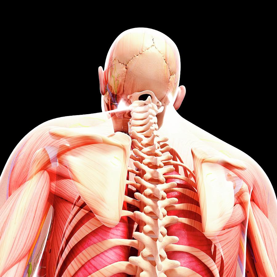 Human Anatomy Photograph by Pixologicstudio/science Photo Library ...