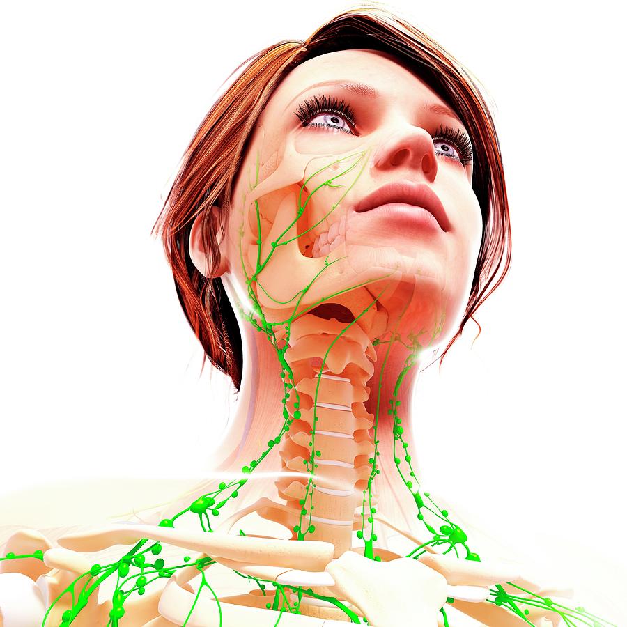Female Lymphatic System Photograph by Pixologicstudio/science Photo ...