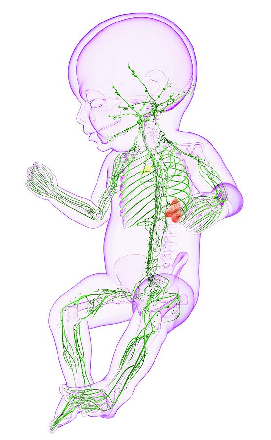 Baby's Lymphatic System #19 by Science Photo Library