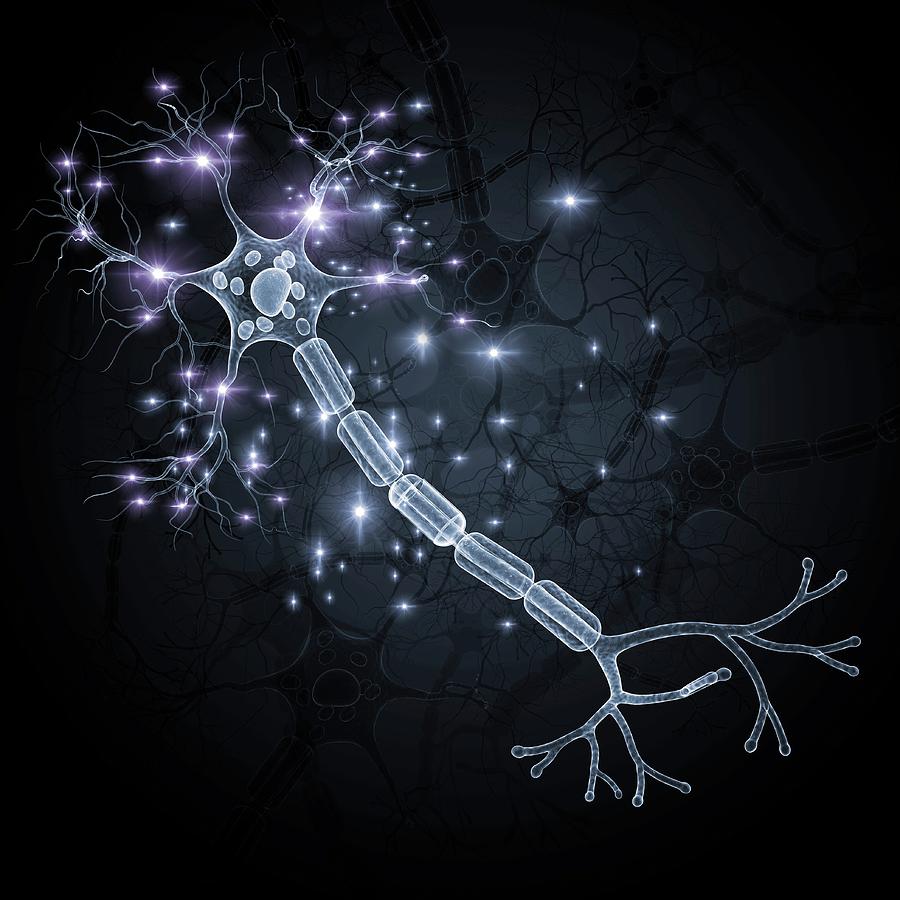 Nerve Cell #19 by Science Photo Library