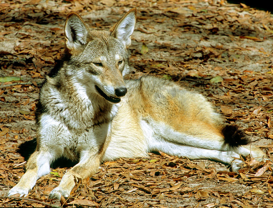 Red Wolf Photograph by Millard H. Sharp - Fine Art America
