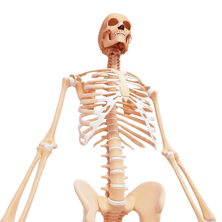 Human Skeleton #192 Photograph by Pixologicstudio/science Photo Library ...