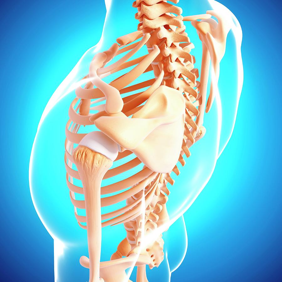 Human Skeleton Photograph by Pixologicstudio/science Photo Library ...