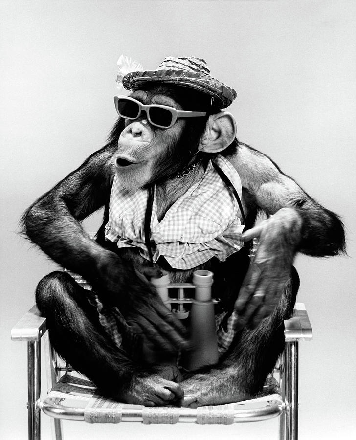 1960s Chimp Sitting In Lawn Chair Photograph by Vintage Images - Pixels