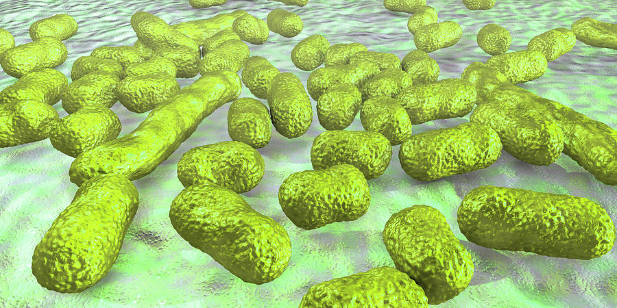 Acinetobacter Baumannii Bacteria Photograph by Kateryna Kon/science ... Acinetobacter Baumannii Bacteria Photograph by Kateryna Kon/science ...