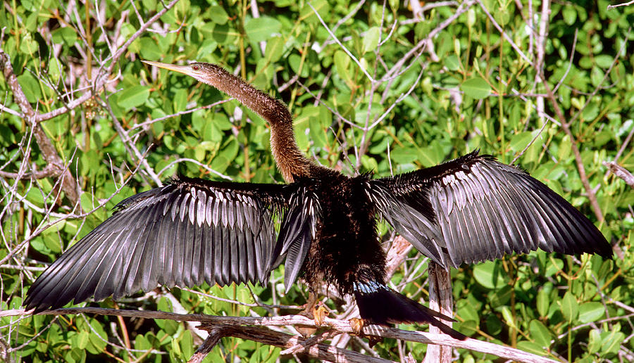Anhinga Anhinga Anhinga Drying Plumage Photograph by Millard H. Sharp ...