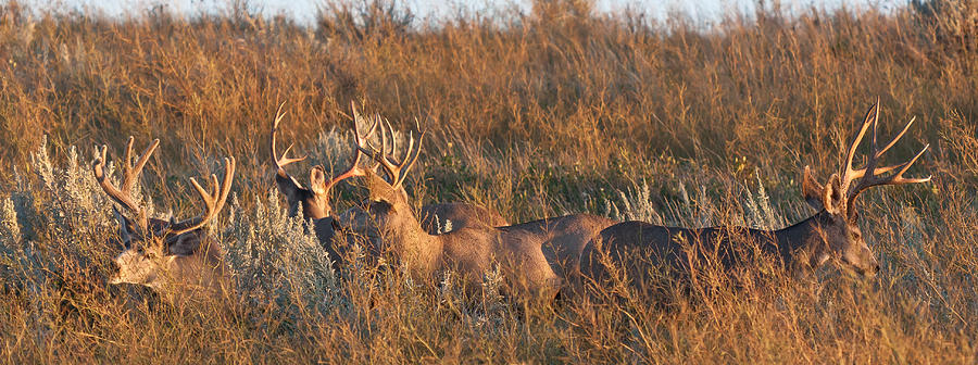 Antlers Photograph by Wayne Vedvig - Fine Art America
