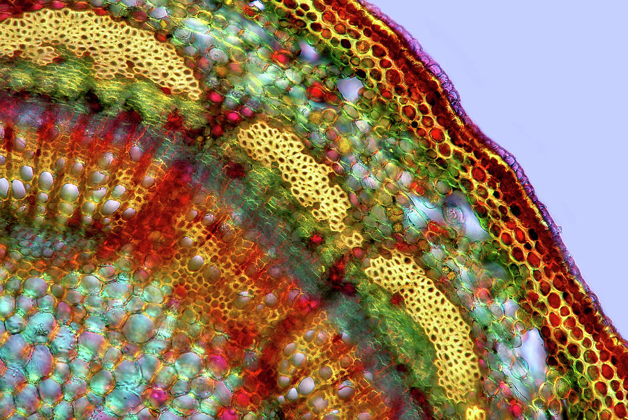 Apple Stem Photograph by Marek Mis - Fine Art America