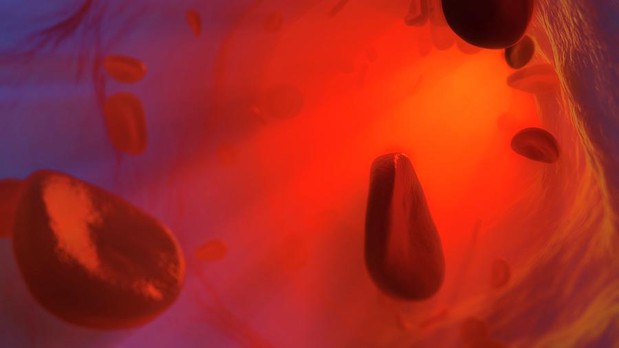 Artwork Of Cells In Blood Stream Photograph by Mark Garlick/science ...