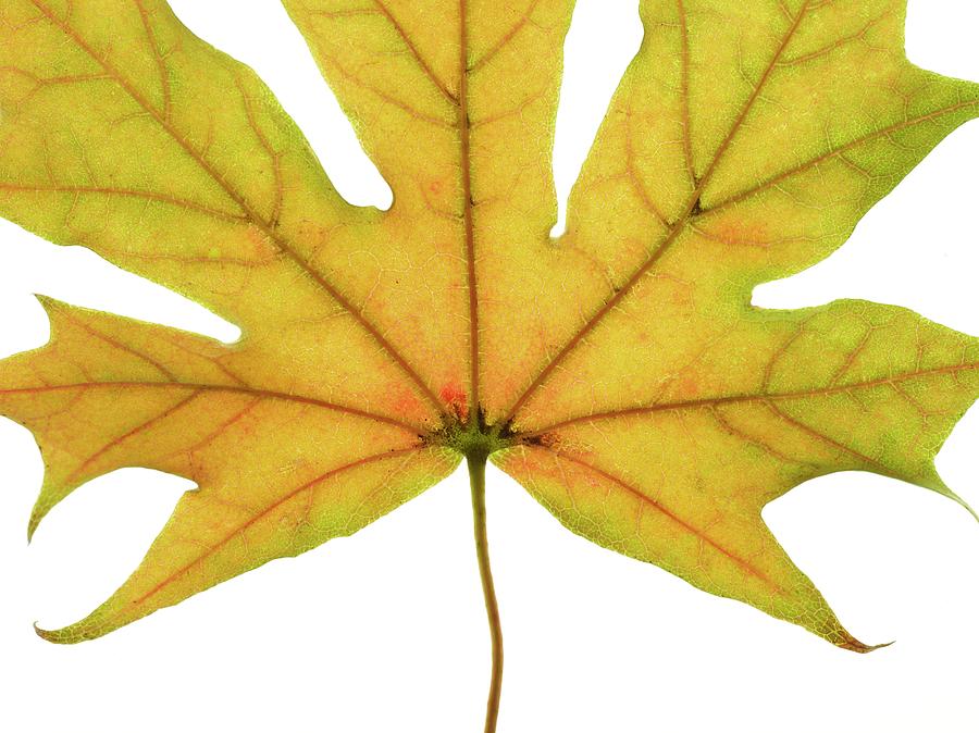 Autumn Leaf #2 by Science Photo Library