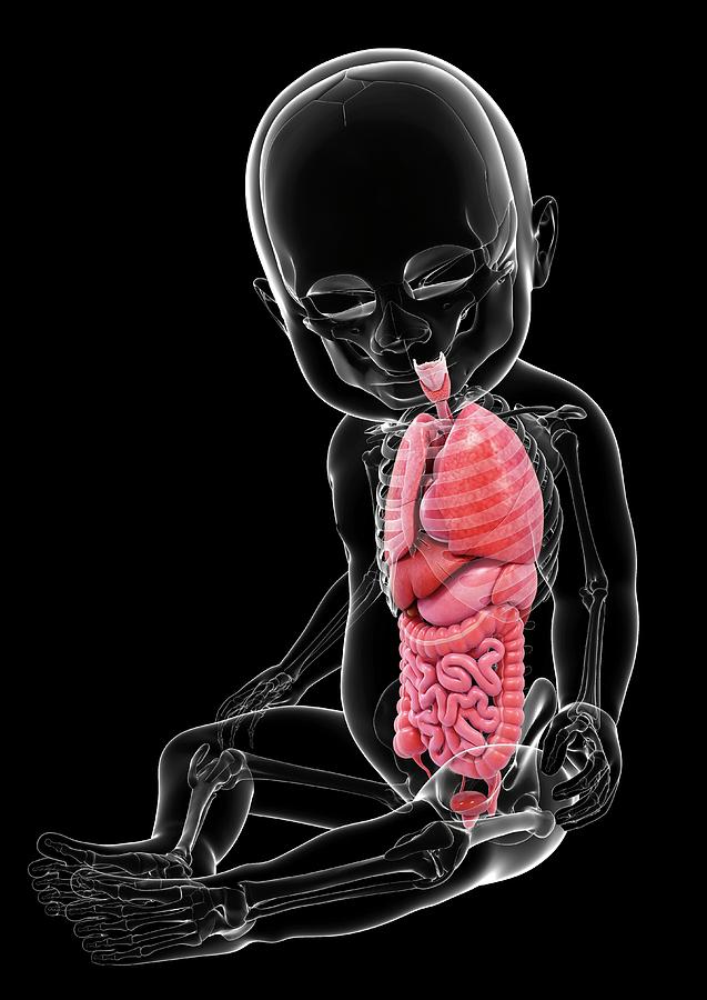 Baby's Anatomy #2 by Science Photo Library
