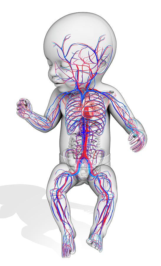 Baby's Circulatory System #2 Photograph by Science Photo Library - Pixels