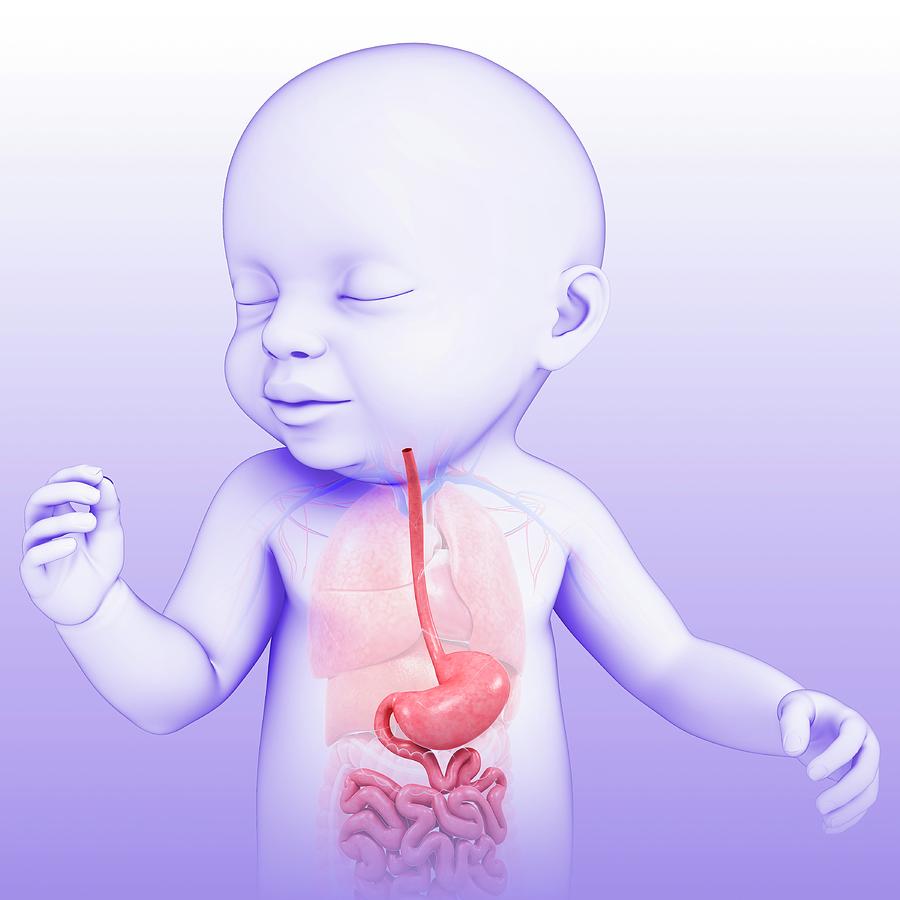 Baby's Digestive System #2 Photograph by Pixologicstudio/science Photo ...