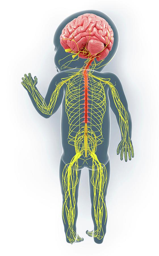 Baby's Nervous System #2 by Science Photo Library