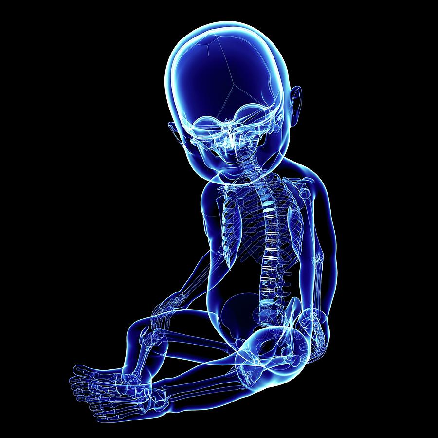 Baby's Skeletal System #2 by Science Photo Library