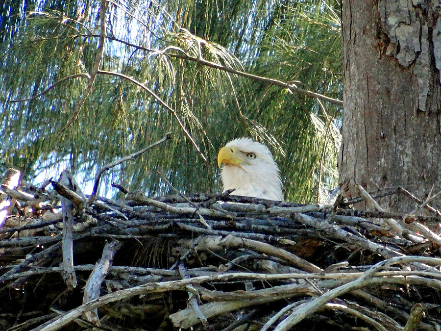 Bald Eagle Nesting #2 Photograph by Frederic BONNEAU Photography - Fine ...