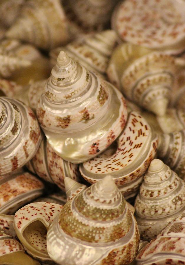 Beautiful Sea Shells Photograph by Paulette Thomas - Fine Art America
