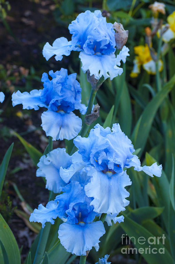 Blue Iris Photograph by M J - Fine Art America