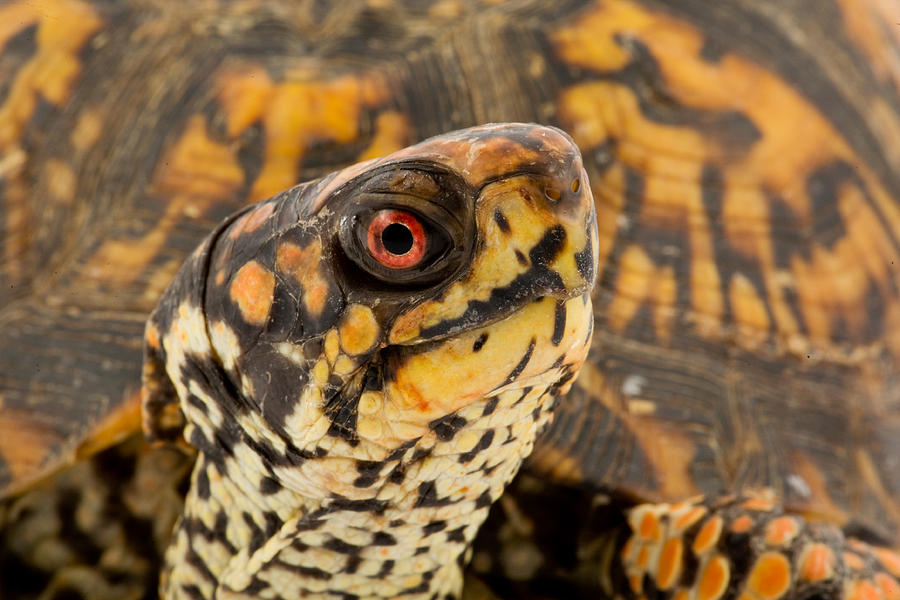 Box Turtle Photograph by David Davis - Fine Art America