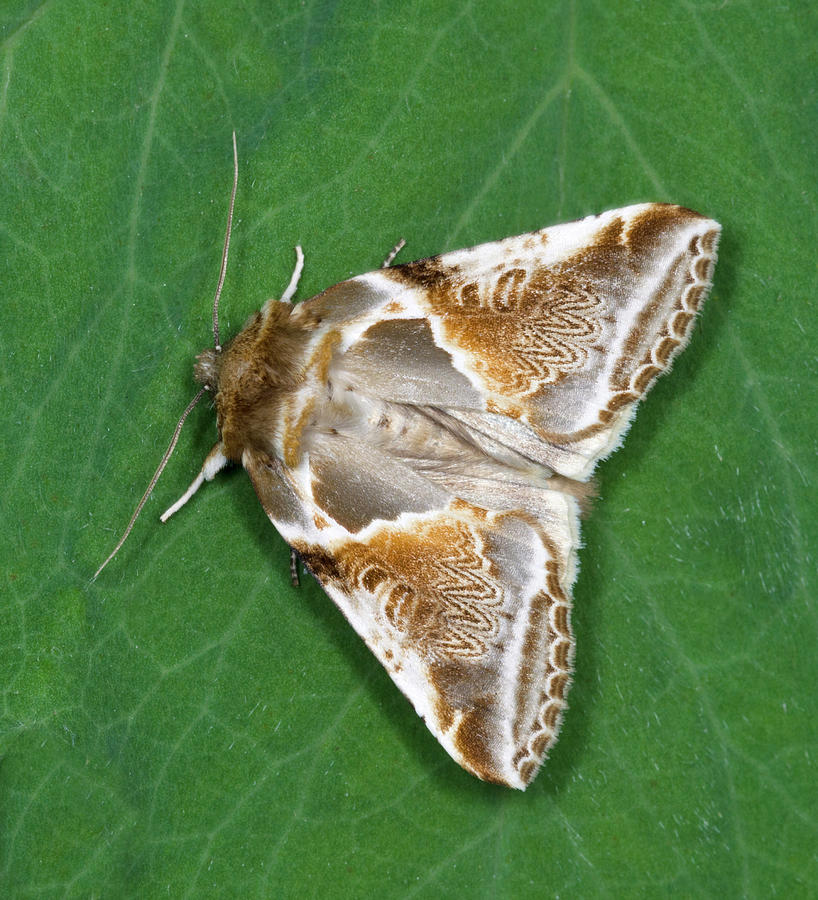 Buff Arches Moth Photograph by Nigel Downer - Fine Art America