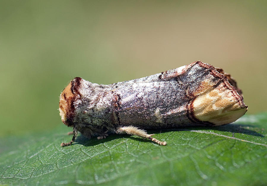 Buff-tip Moth #2 Photograph by Science Photo Library - Pixels