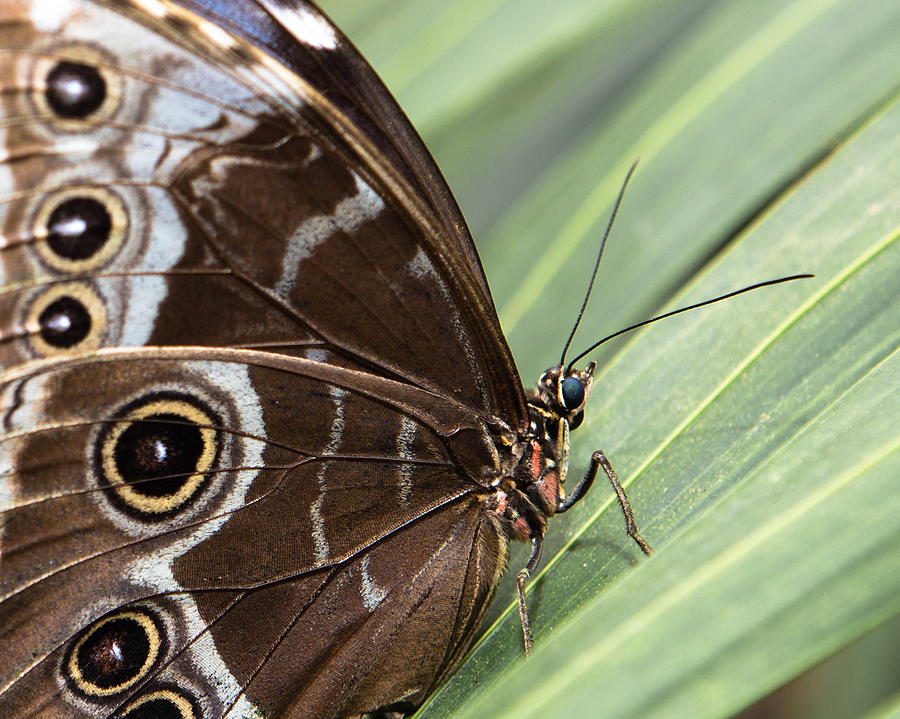 Buttferfly Photograph by Artistic Shutter | Fine Art America