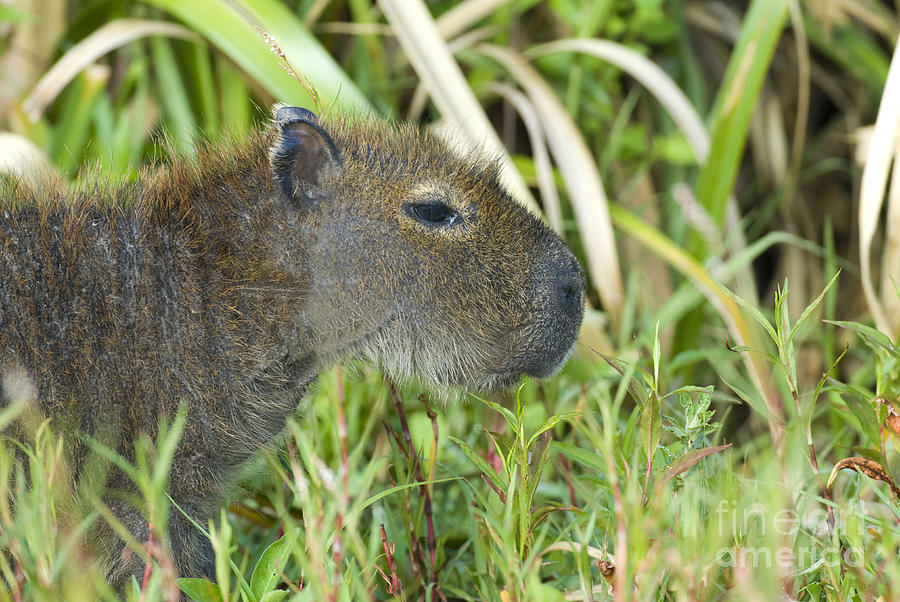 Capybara Photograph by William H. Mullins - Fine Art America