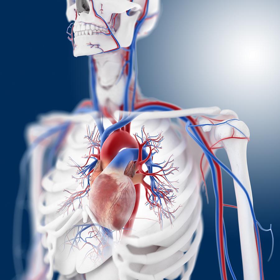 Cardiovascular system, artwork Photograph by Science Photo Library - Pixels