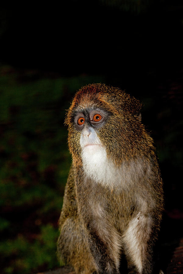 Cercopitheque De Brazza Cercopithecus Photograph by Gerard Lacz - Fine ...