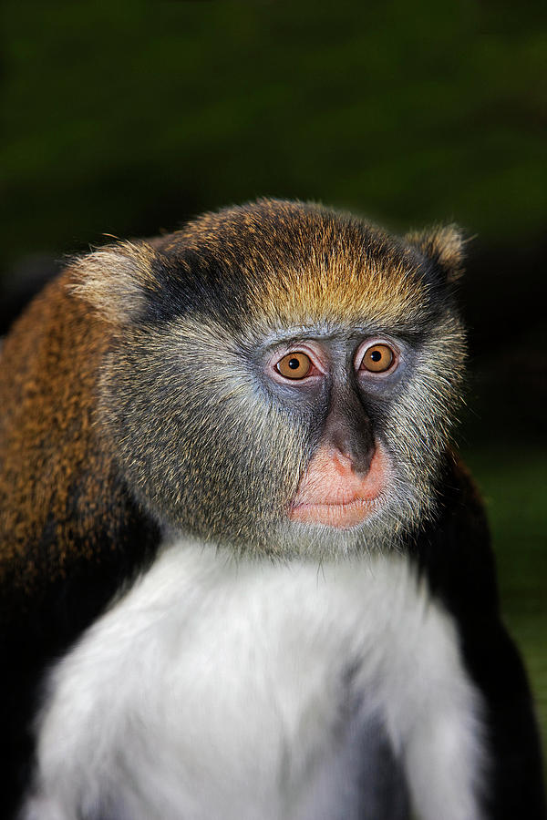 Cercopitheque De Campbell Cercopithecus Photograph by Gerard Lacz - Pixels