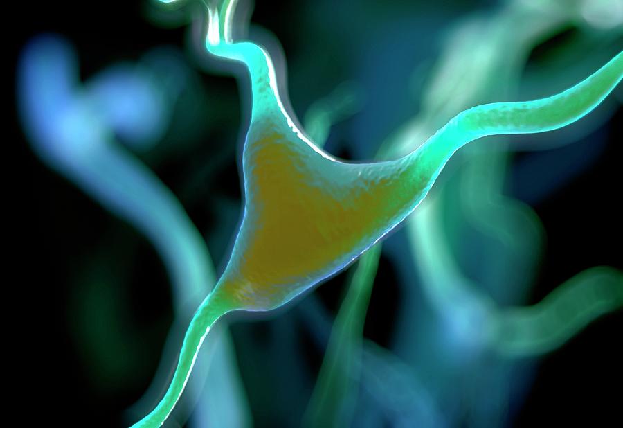 Cerebral Cortex Nerve Cell Photograph by Science Artwork | Pixels