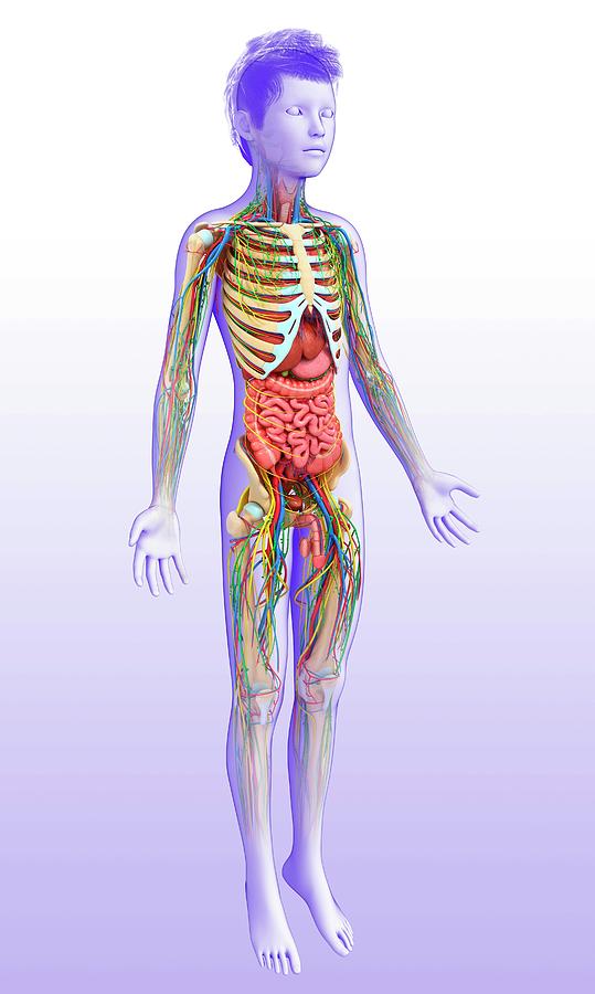 Child's Anatomy Photograph by Pixologicstudio/science Photo Library ...