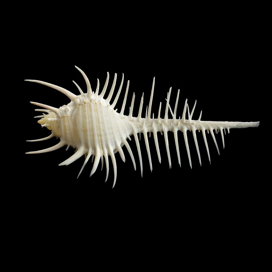 Comb Shell #2 by Science Photo Library