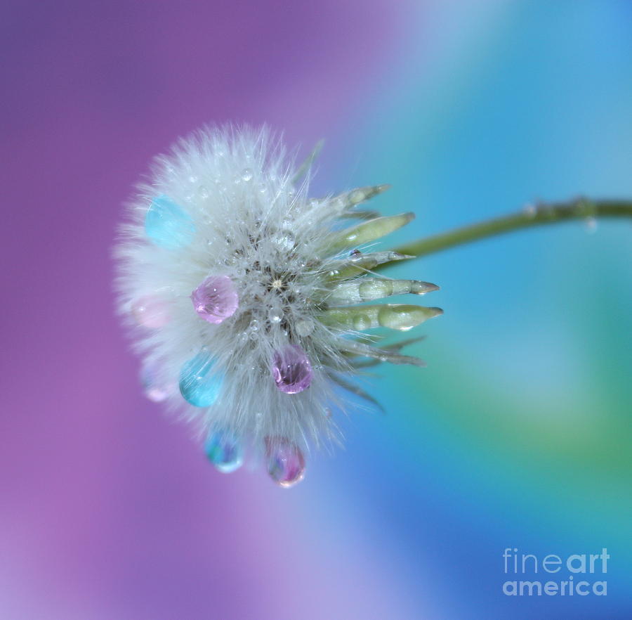 Come True Photograph By Krissy Katsimbras Fine Art America