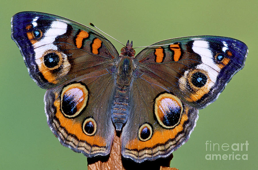 Common Buckeye Photograph by Millard H. Sharp - Pixels