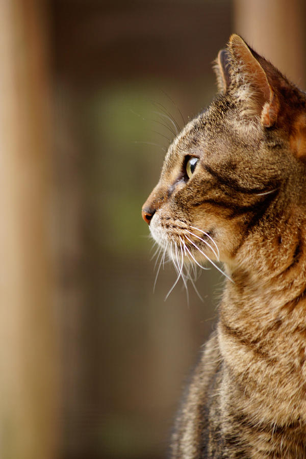 Copper Cat #2 Photograph by Mimi Baker - Fine Art America