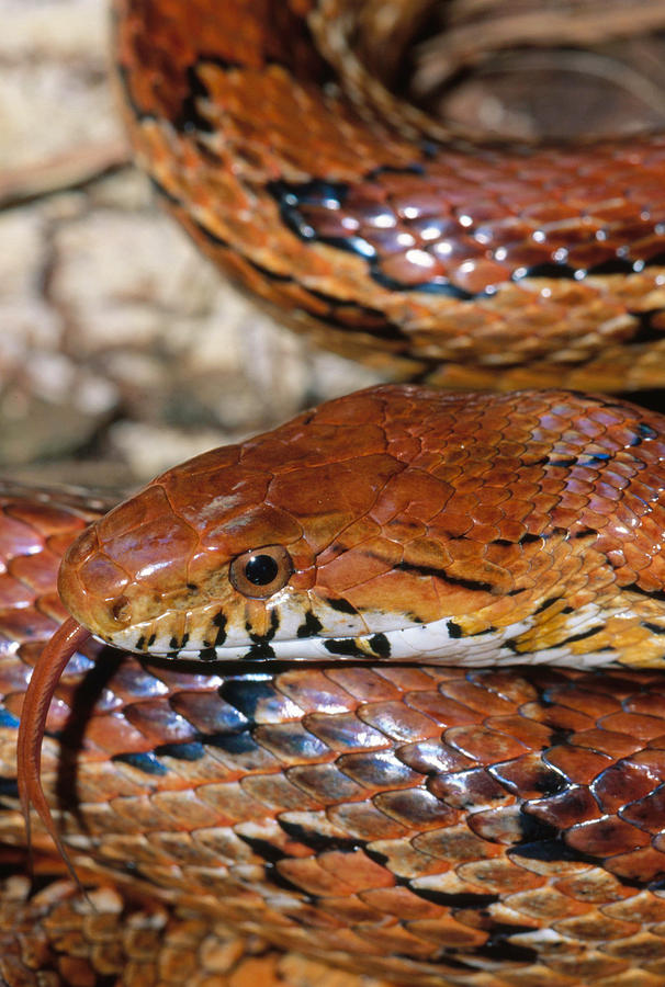 Corn Snake #2 Photograph by Millard H. Sharp - Pixels