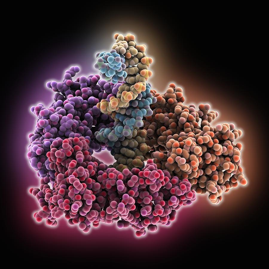 DNA clamp complexed with DNA molecule #2 by Science Photo Library