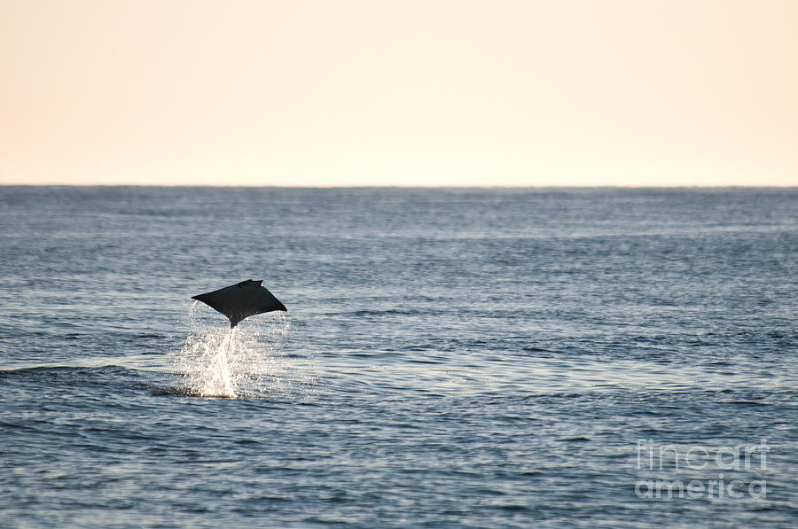 Eagle Ray Mobula Sp. Breaching Photograph by Mark Newman - Pixels