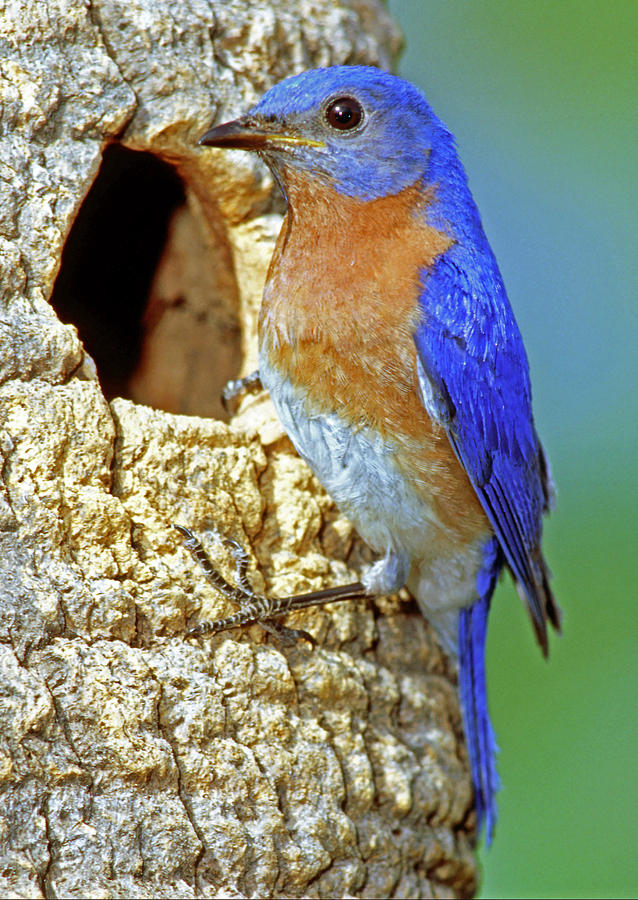 Eastern Bluebird Male Photograph By Millard H Sharp Fine Art America