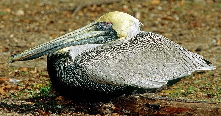 Eastern Brown Pelican Photograph by Millard H. Sharp - Fine Art America