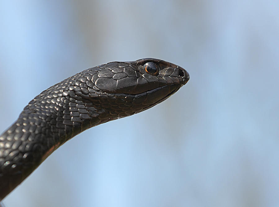 Eastern Coachwhip Photograph by Eric Abernethy - Fine Art America