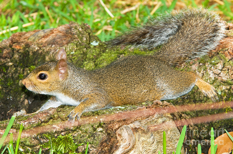 Eastern Gray Squirrel Photograph by Millard H. Sharp - Fine Art America