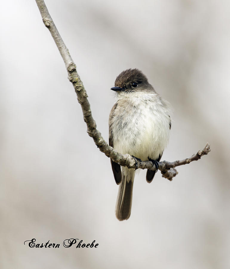 Eastern Phoebe Photograph by David Lester - Pixels