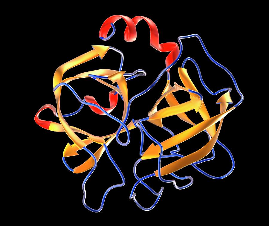 Elastase Molecule Photograph by Alfred Pasieka - Fine Art America