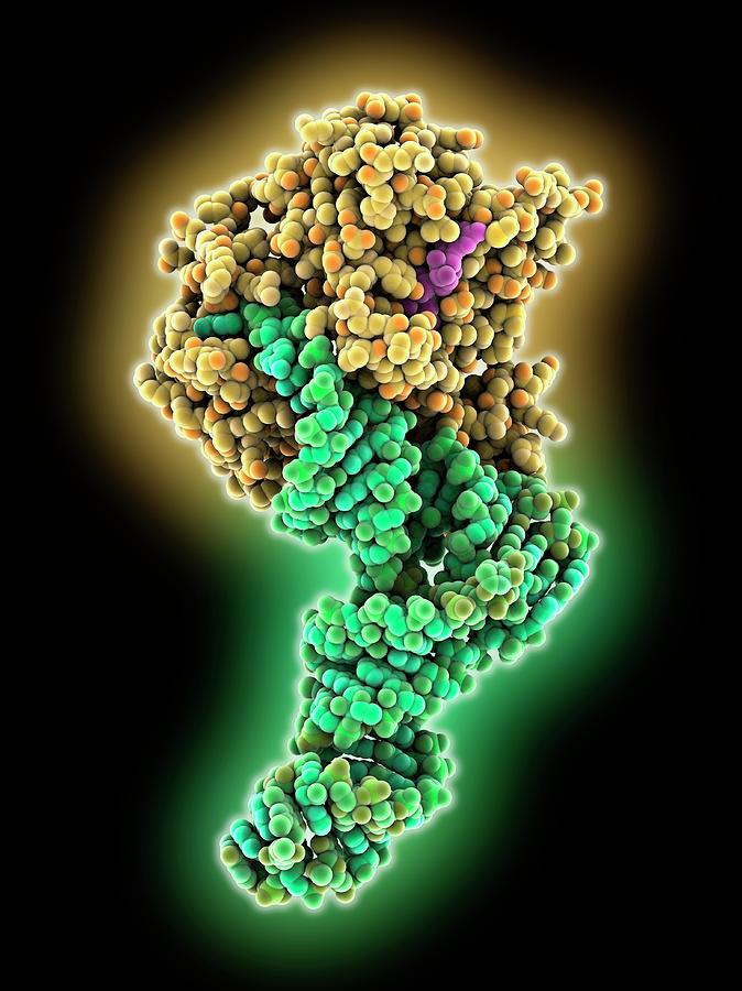 Elongation Factor Tu And Trna #2 by Science Photo Library