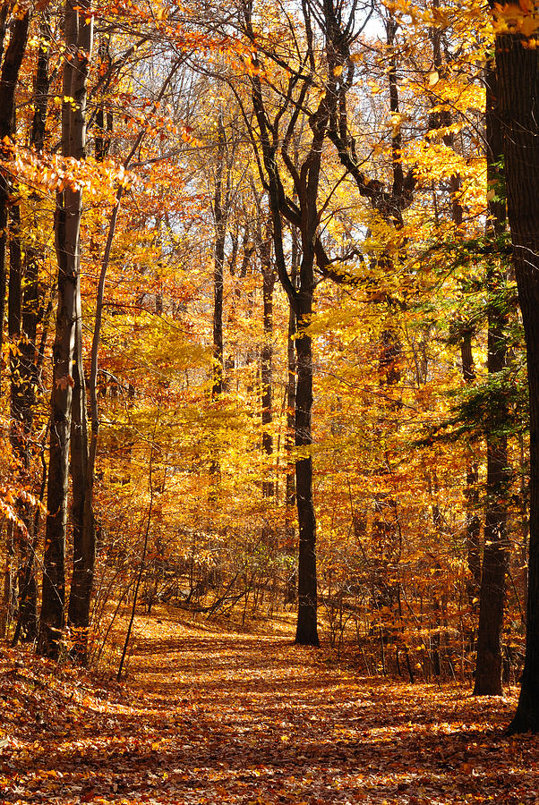 Fall Path Photograph by David Walter - Fine Art America
