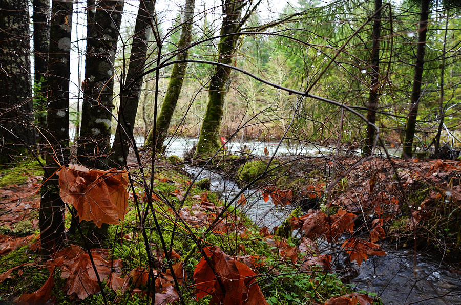 Fall Pyrography by Ramin Ray | Fine Art America