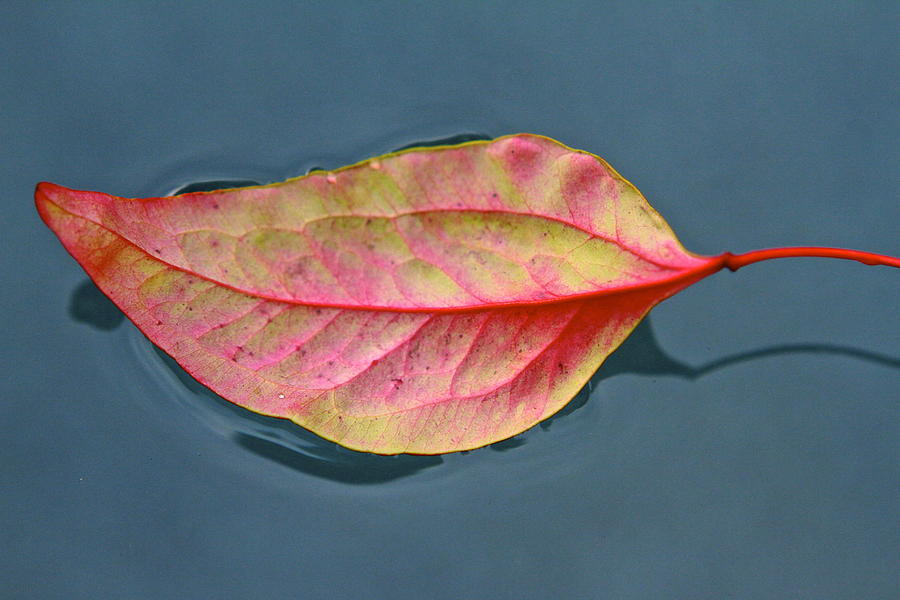 Floating Leaf #2 Photograph by Sophal Benefield - Pixels